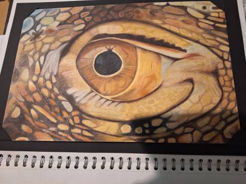 Lizard Eye Drawing - Sketchers United