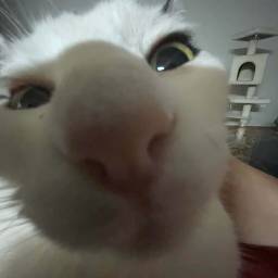 hawktuah on Sketchers United