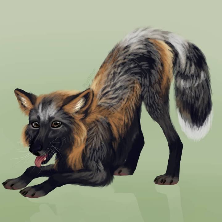 Cross Fox Pet